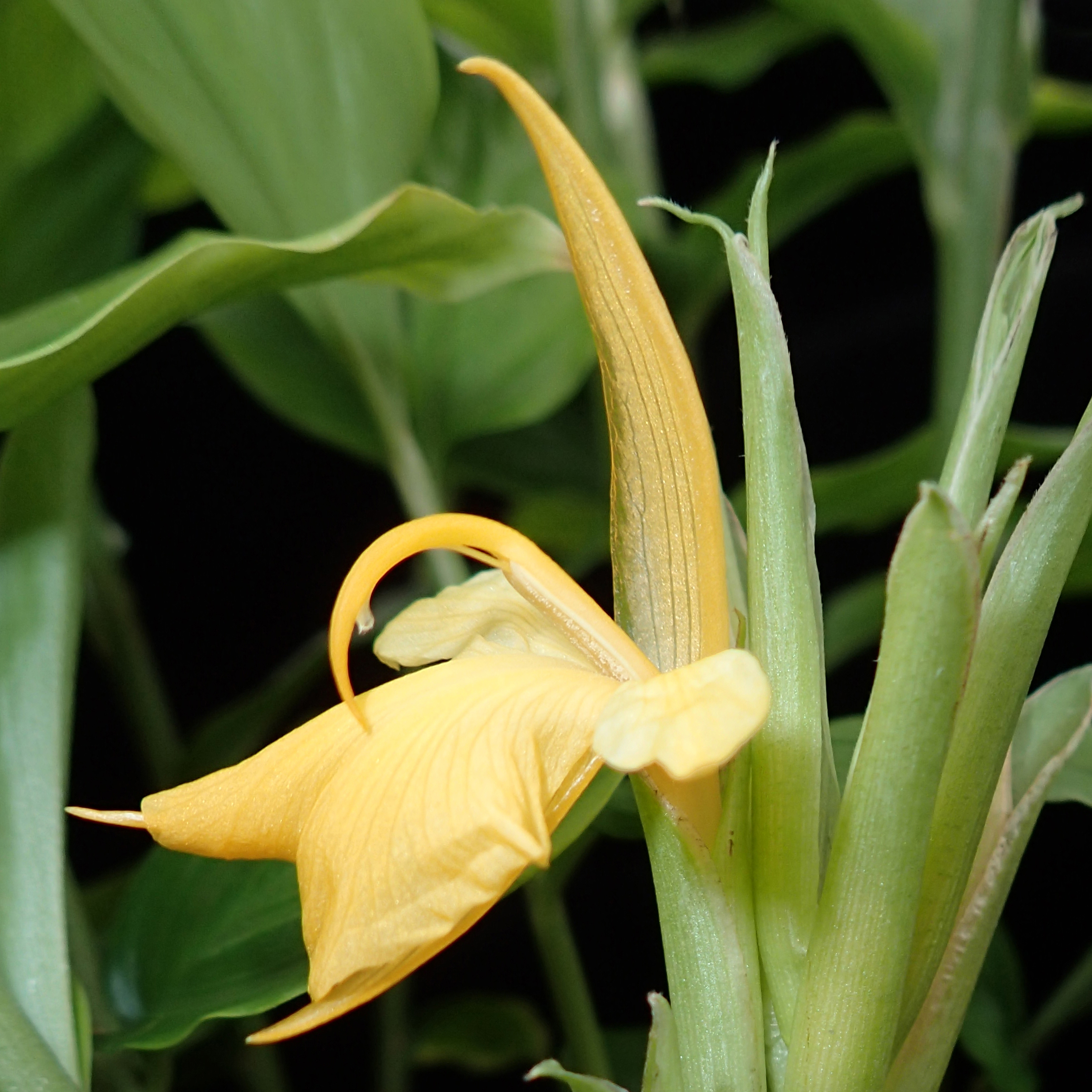 New ginger east of Wallace’s Line – Botanics Stories