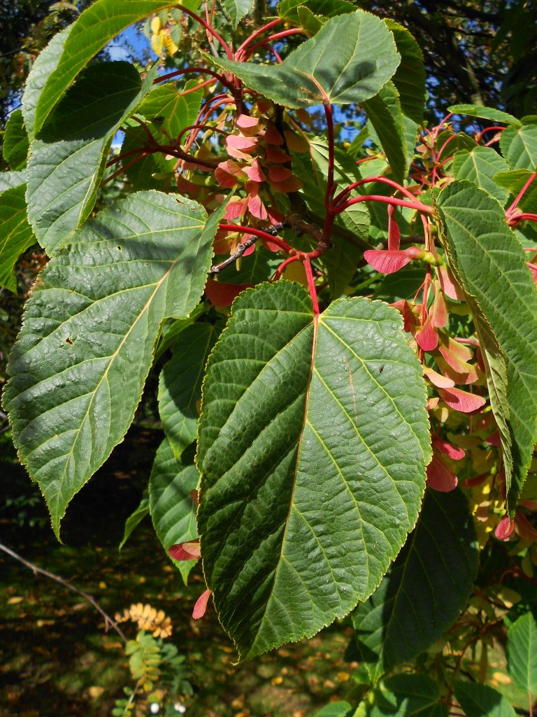 Acer davidii ‘George Forrest’ – Botanics Stories