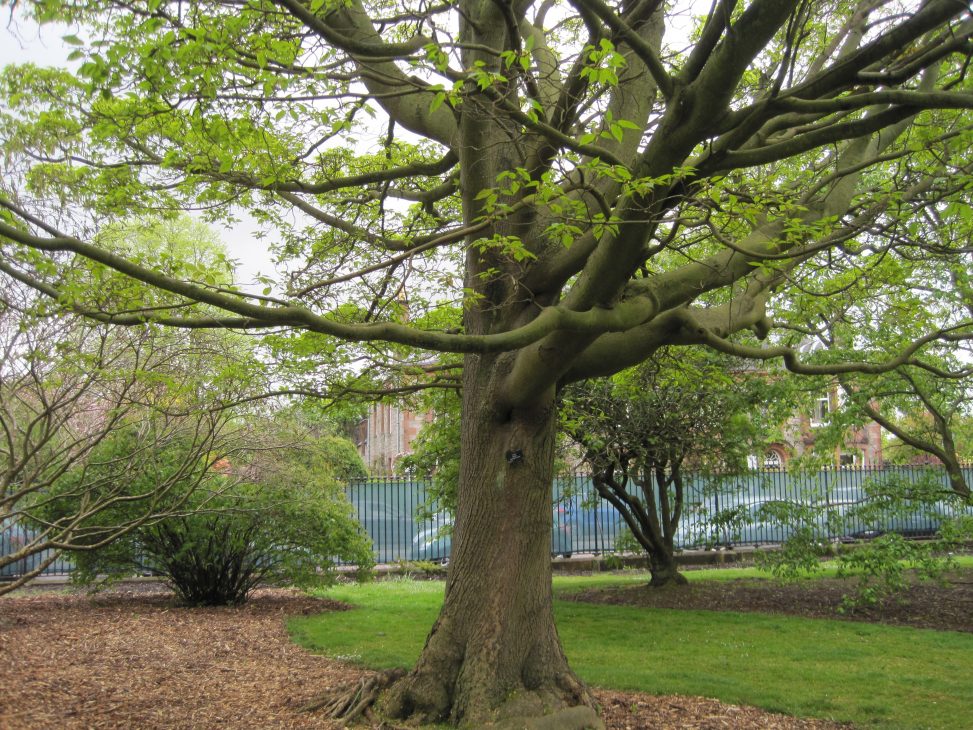 Acer davidii ‘George Forrest’ – Botanics Stories