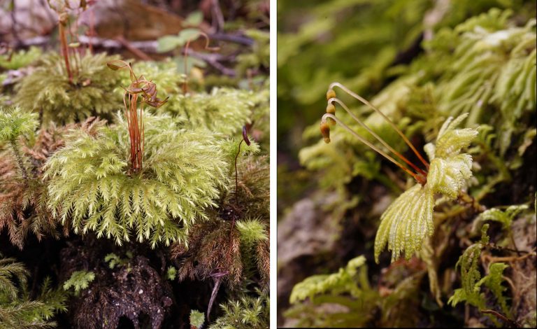 Mini moss “trees” from New Zealand – Botanics Stories