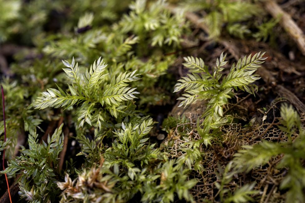 Mini moss “trees” from New Zealand – Botanics Stories