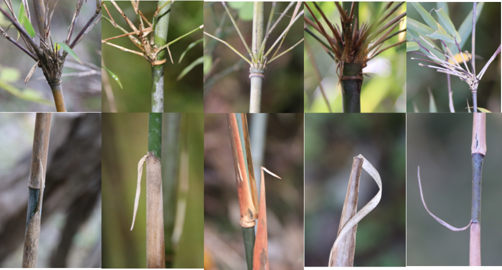 A diversity of forms….. but how do you tell them apart? – Botanics Stories