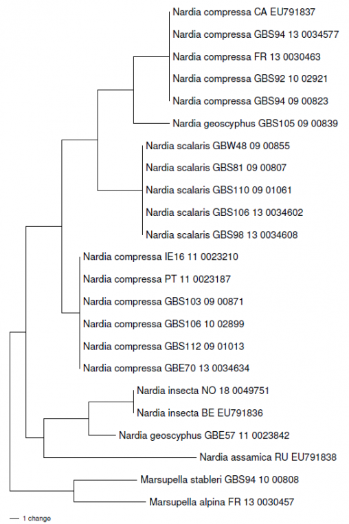 What’s the matter with Nardia? – Botanics Stories