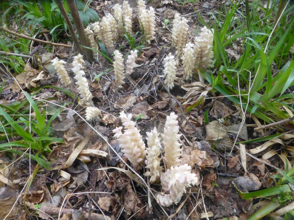 A tale of two Toothworts – Botanics Stories