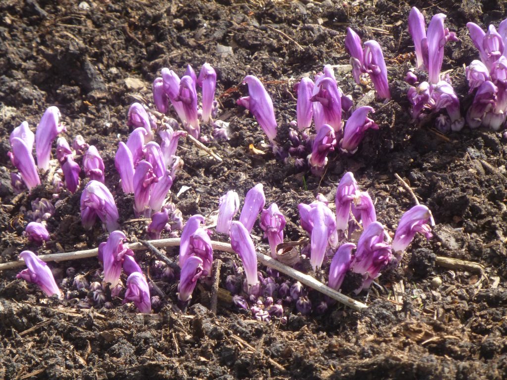 A tale of two Toothworts – Botanics Stories