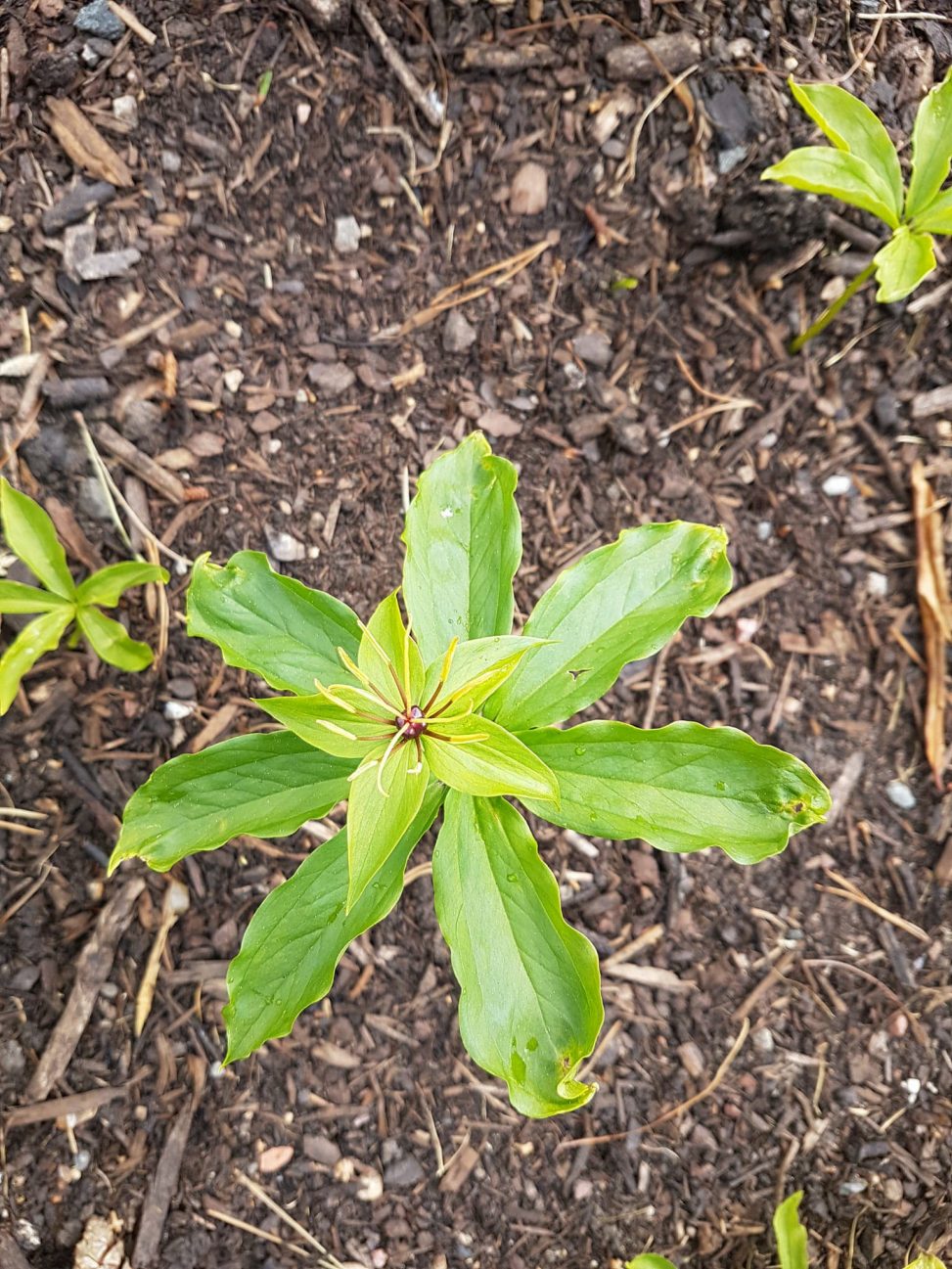 The beauty of Paris – Botanics Stories