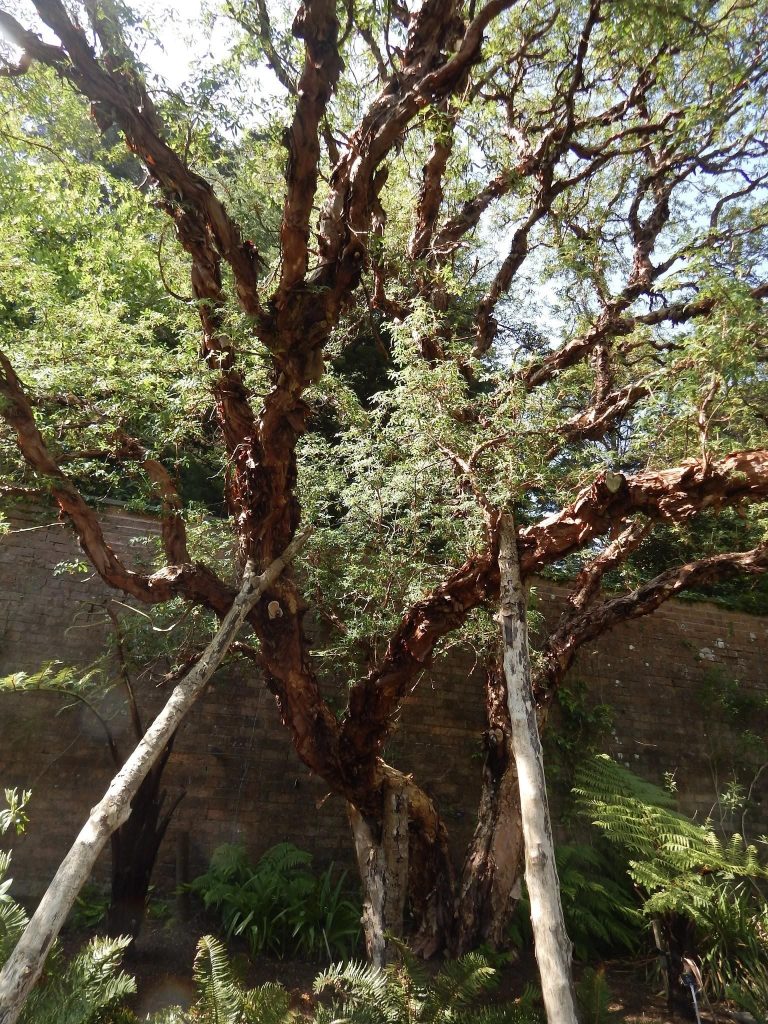 Polylepis australis by Vida Svahnstrom – Botanics Stories