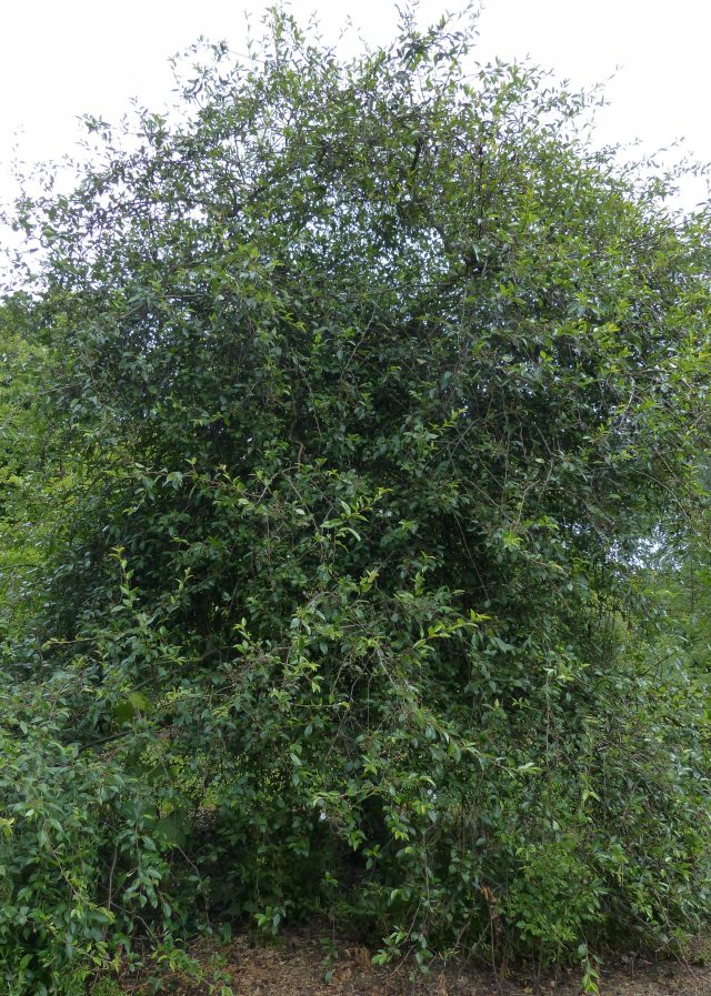 100th birthday for a Himalayan Wild Pear collected by George Forrest ...