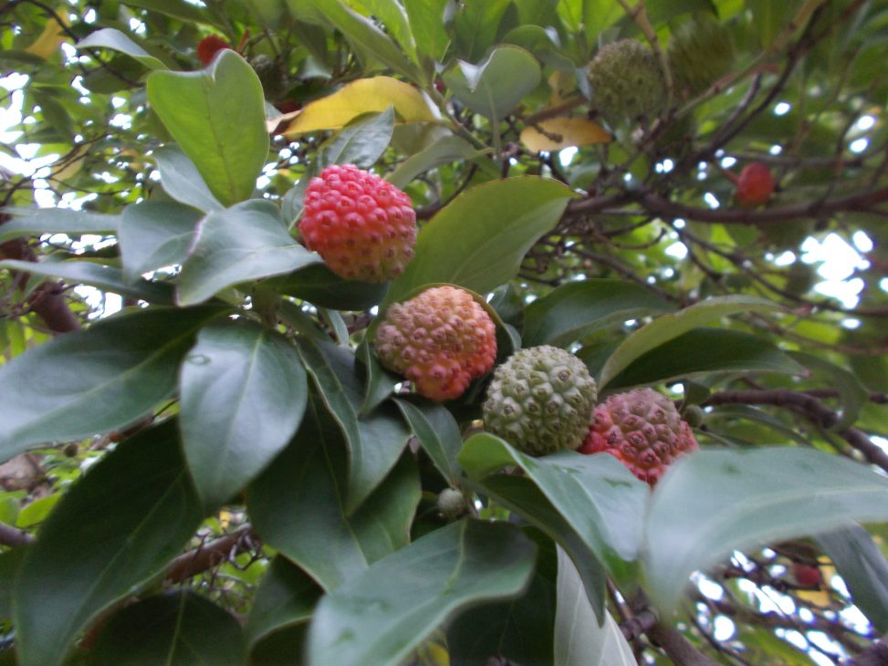 Cornus fruit – Botanics Stories