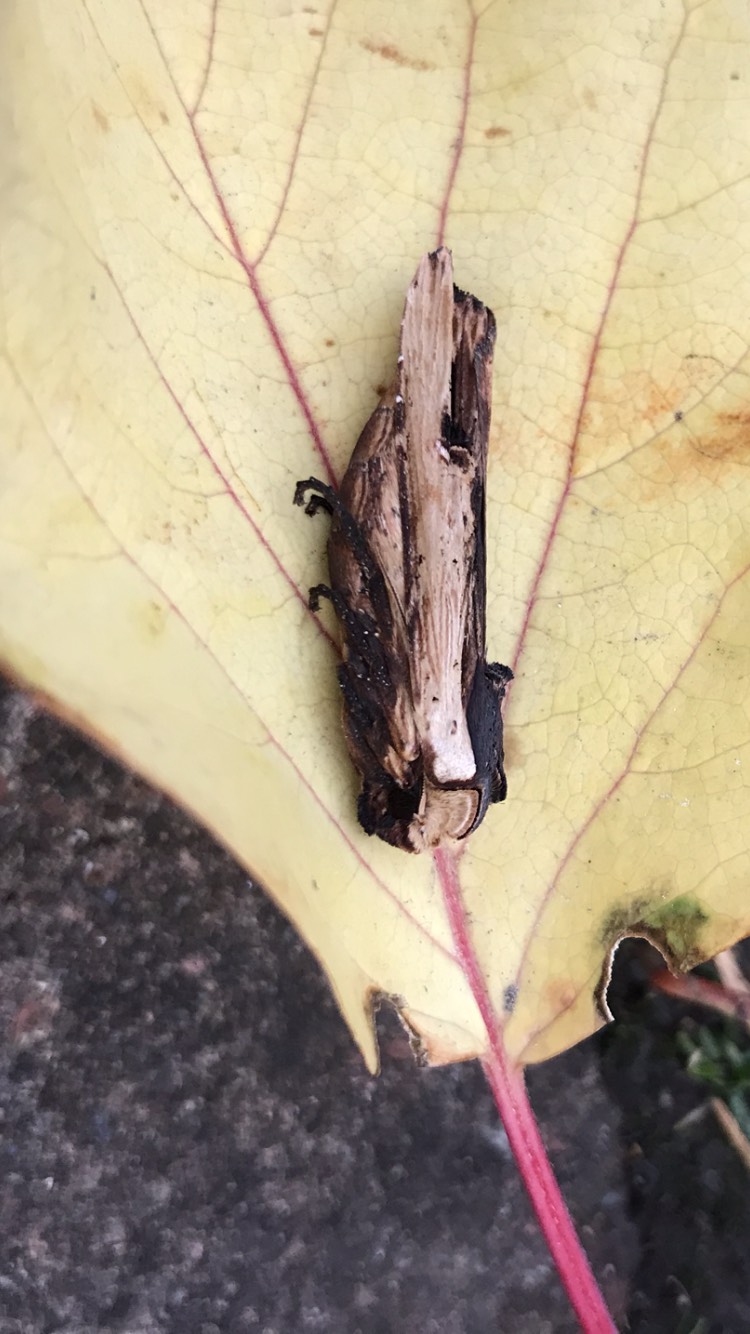 November 2018 Garden Wildlife Report – Botanics Stories