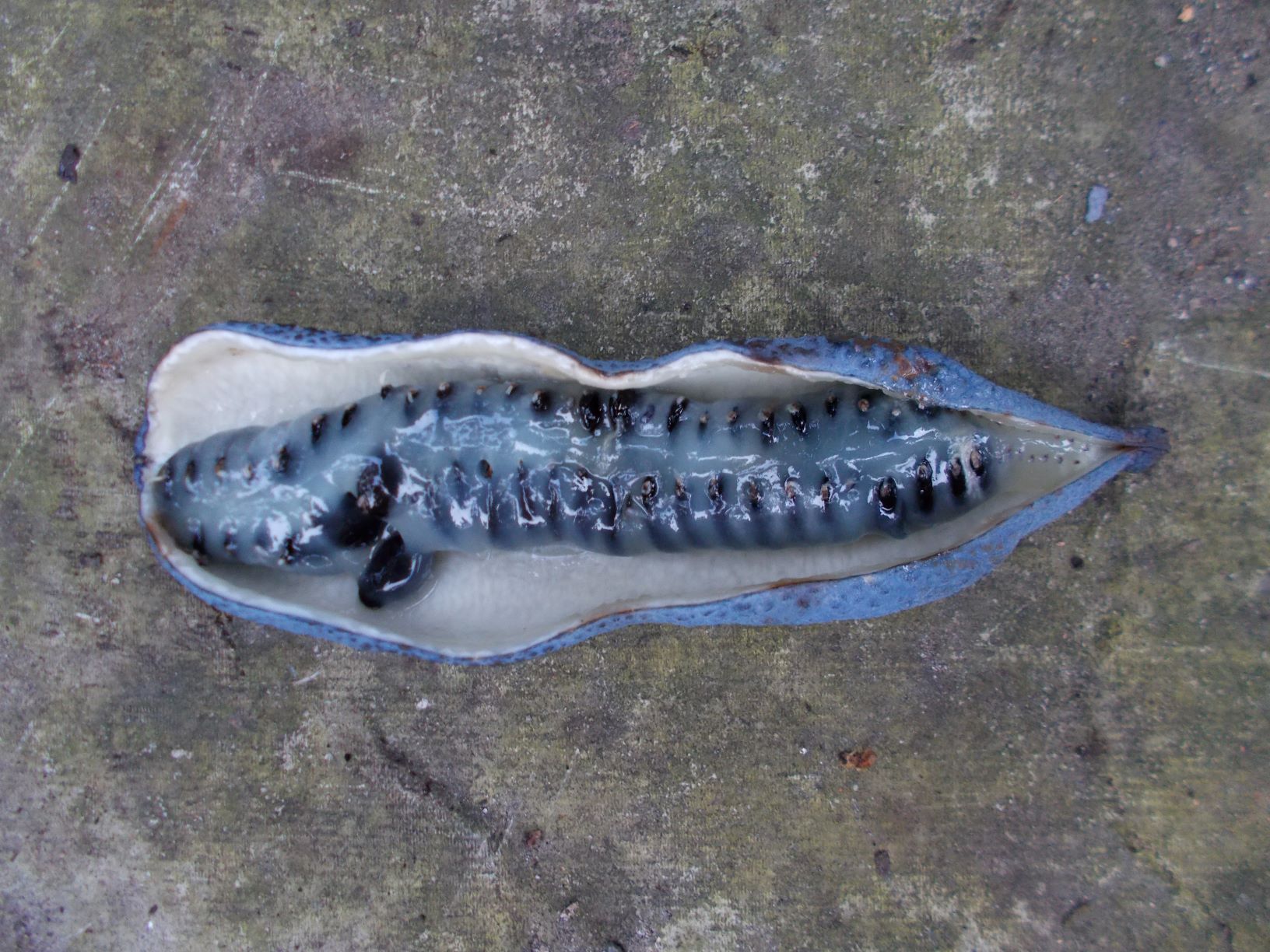 Blue sausage – Botanics Stories