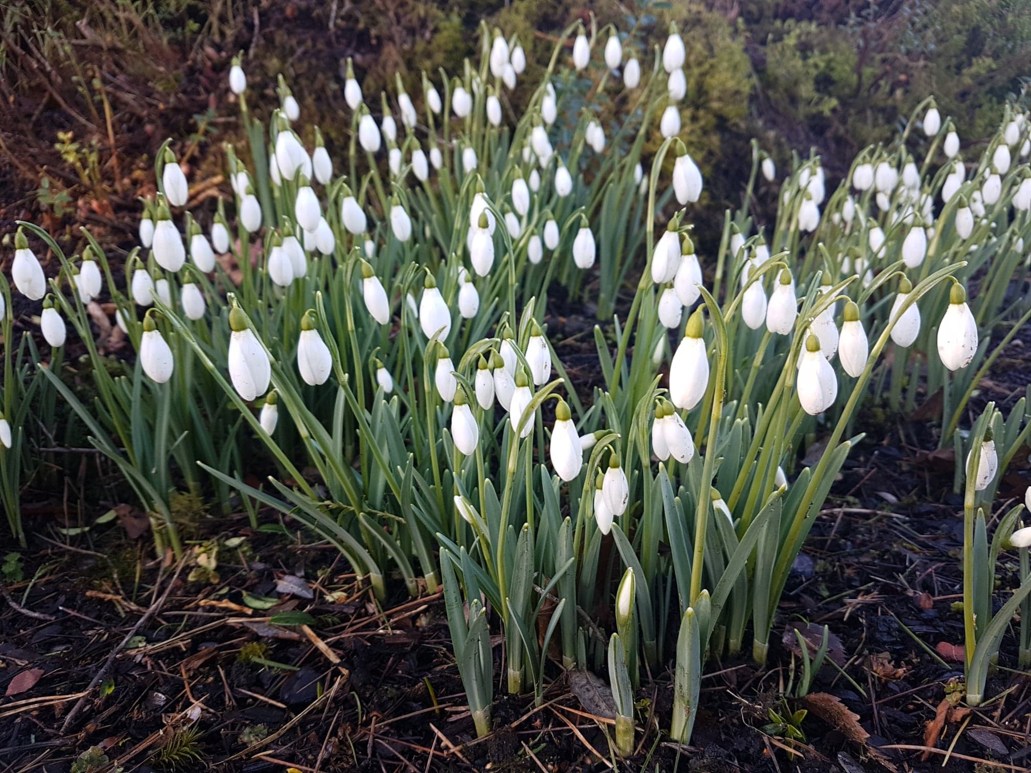 Galanthophile or Galanthobore – Botanics Stories