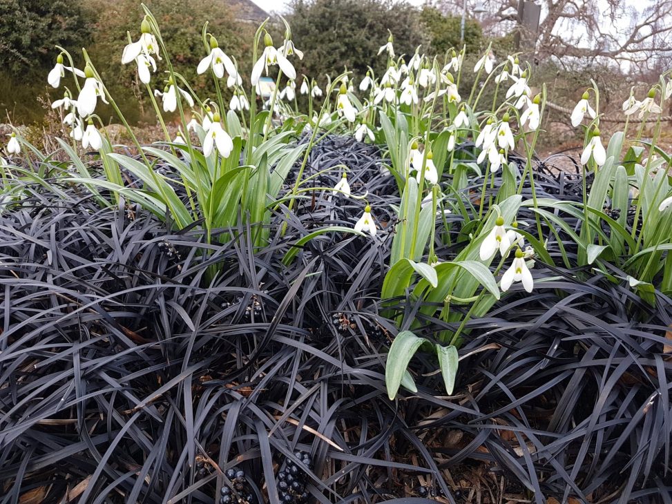 Galanthophile or Galanthobore – Botanics Stories