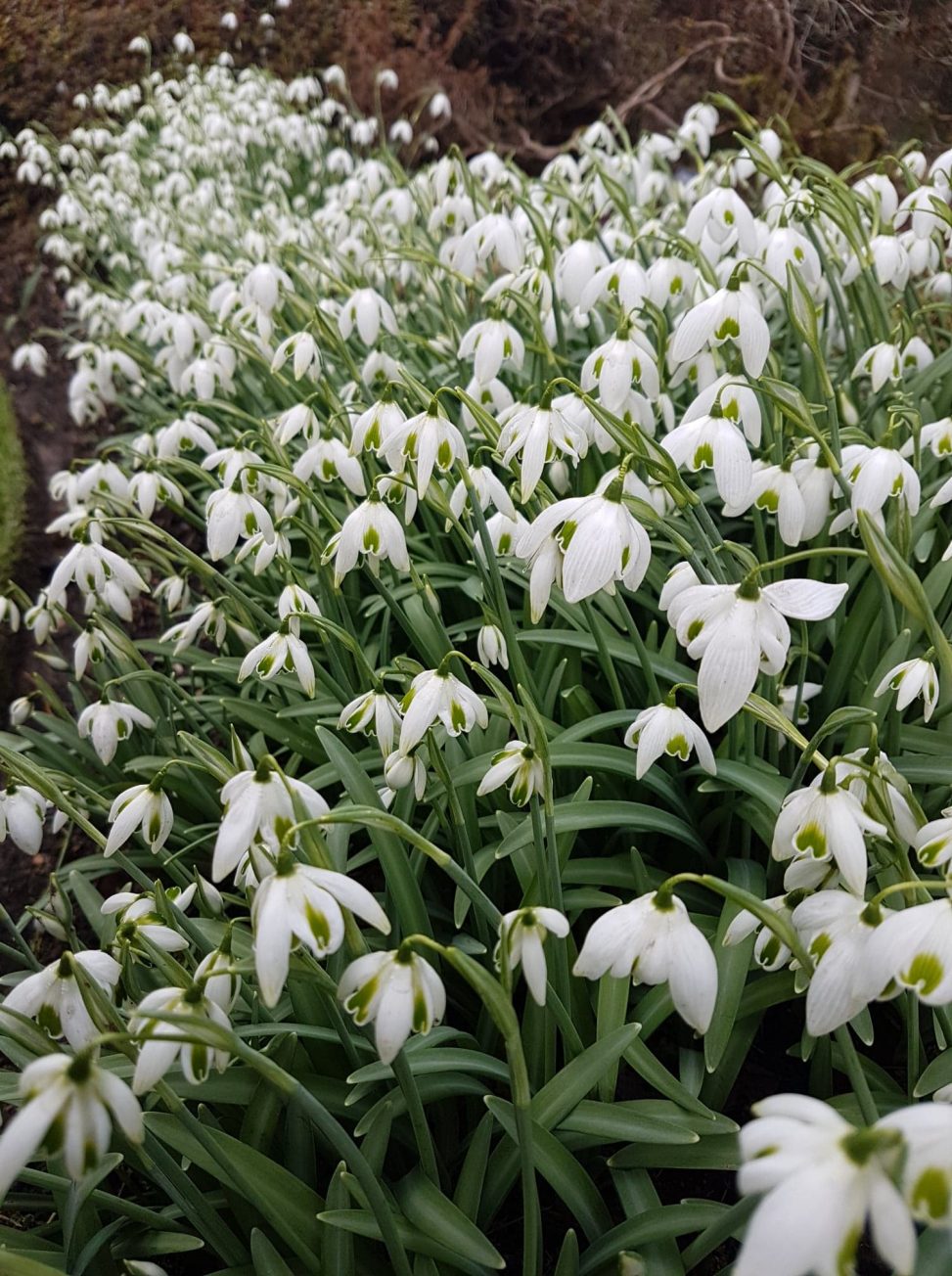 Galanthophile or Galanthobore – Botanics Stories