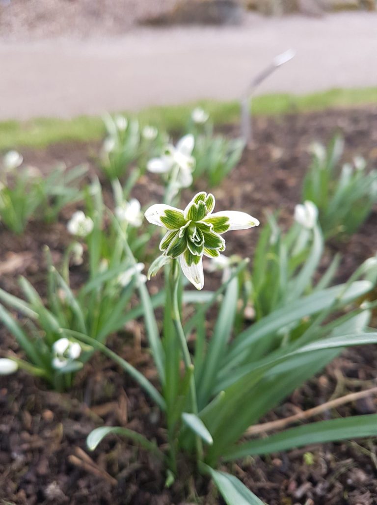 Galanthophile or Galanthobore – Botanics Stories