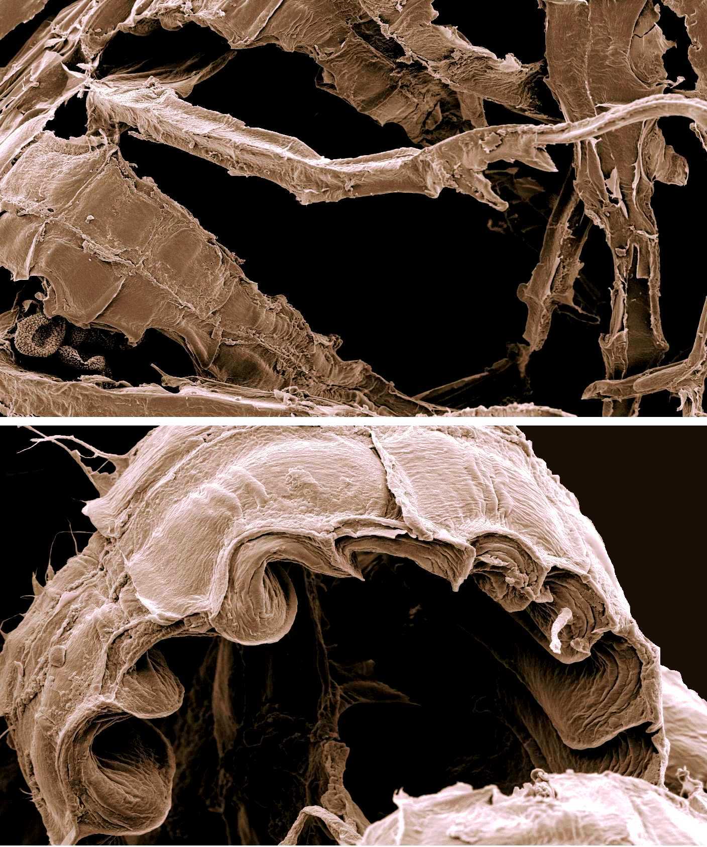 The hidden distinctiveness of a threatened British moss – Botanics Stories