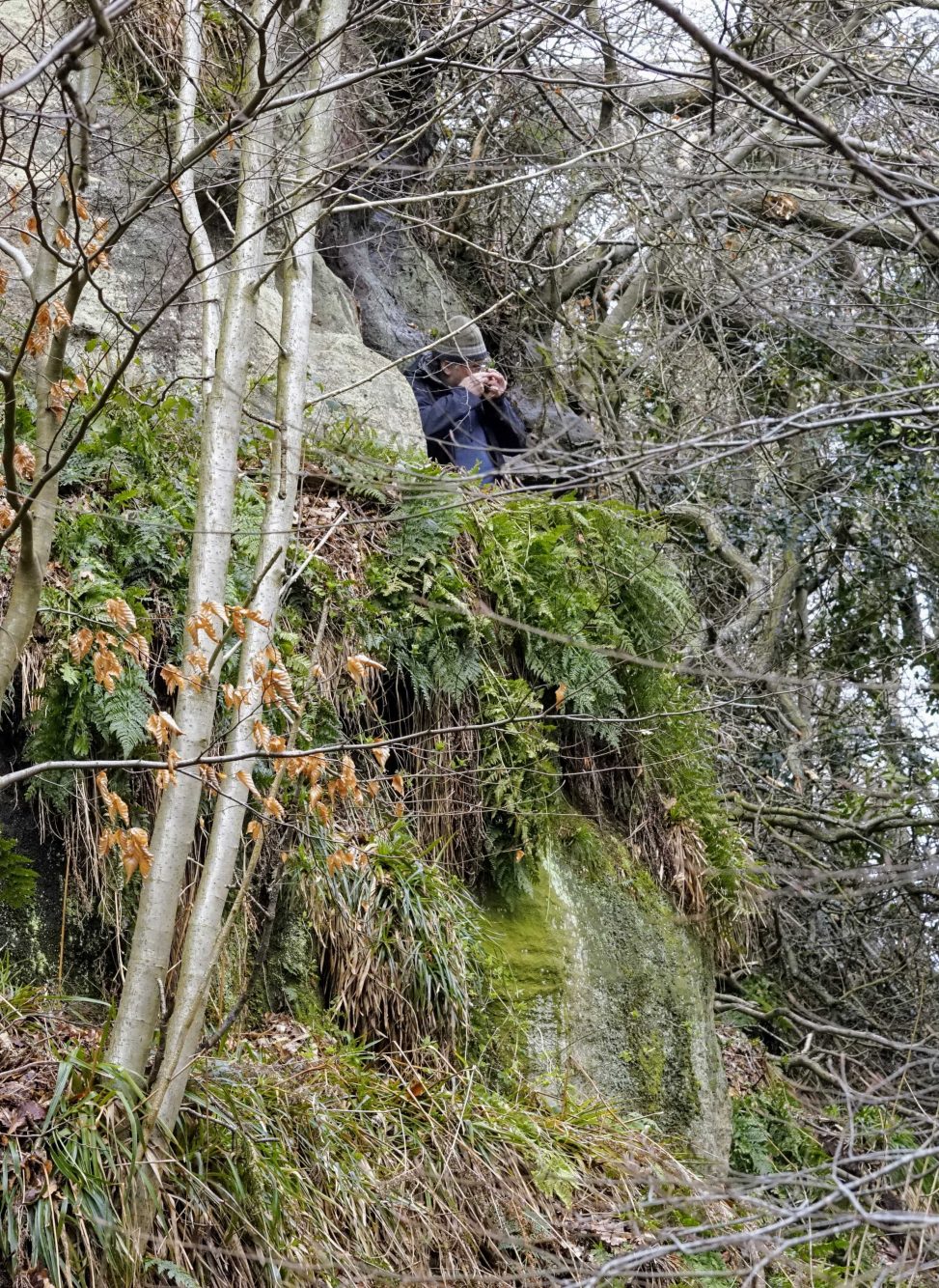 The hidden distinctiveness of a threatened British moss – Botanics Stories