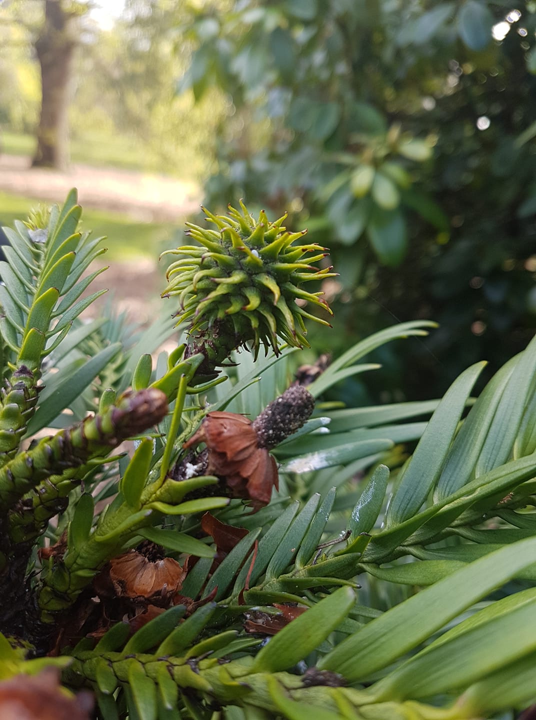 The living fossil – Botanics Stories