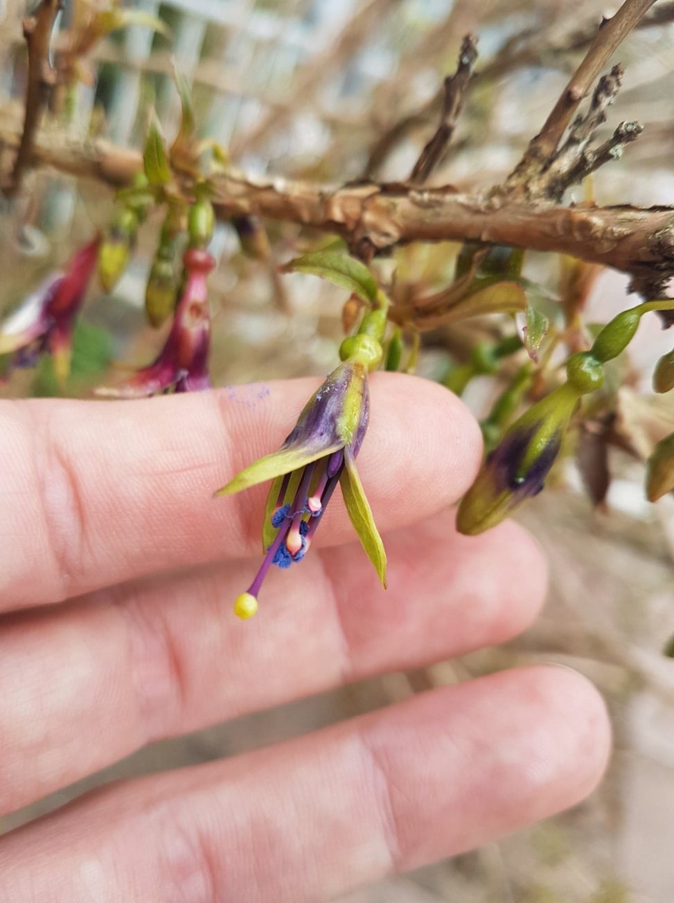 Blue pollen, a story of kōtukutuku – Botanics Stories