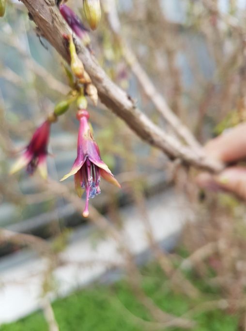 Blue pollen, a story of kōtukutuku – Botanics Stories