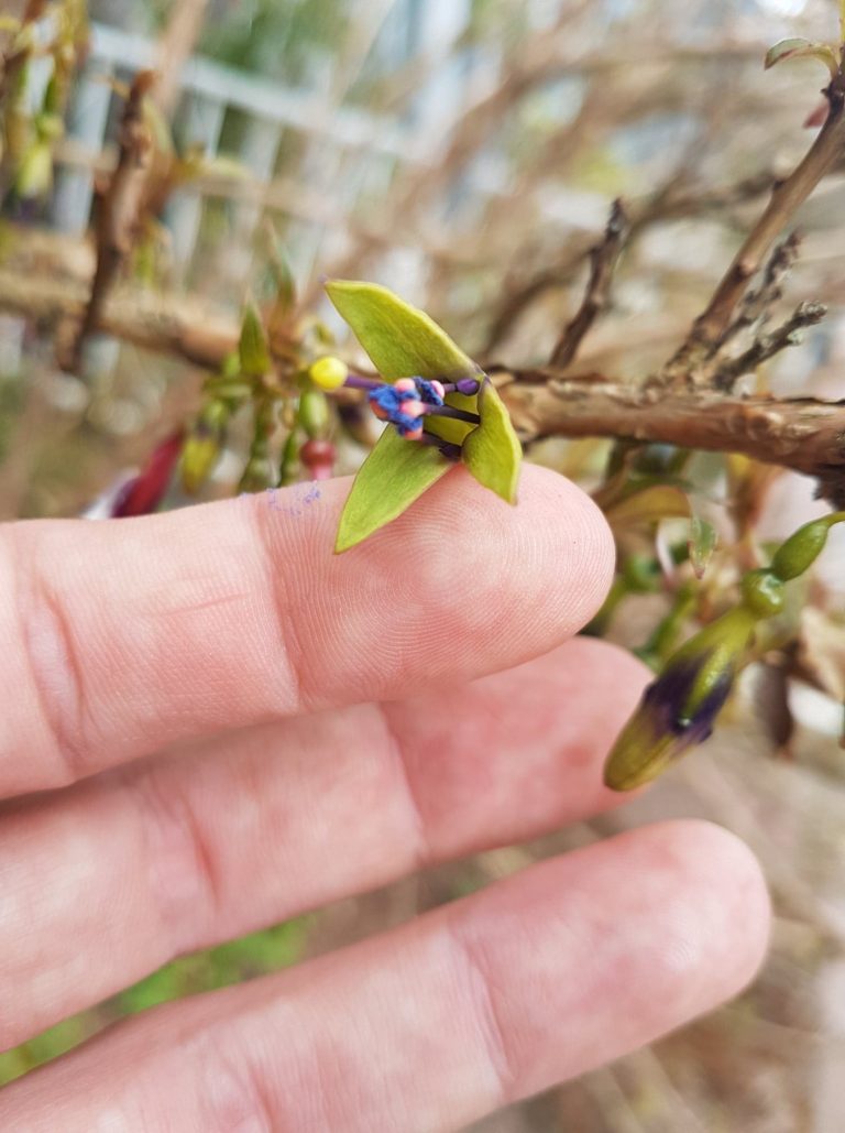 Blue pollen, a story of kōtukutuku – Botanics Stories