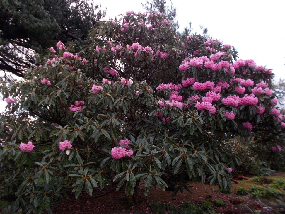 A choice species to welcome the Scottish Rhododendron Festival ...