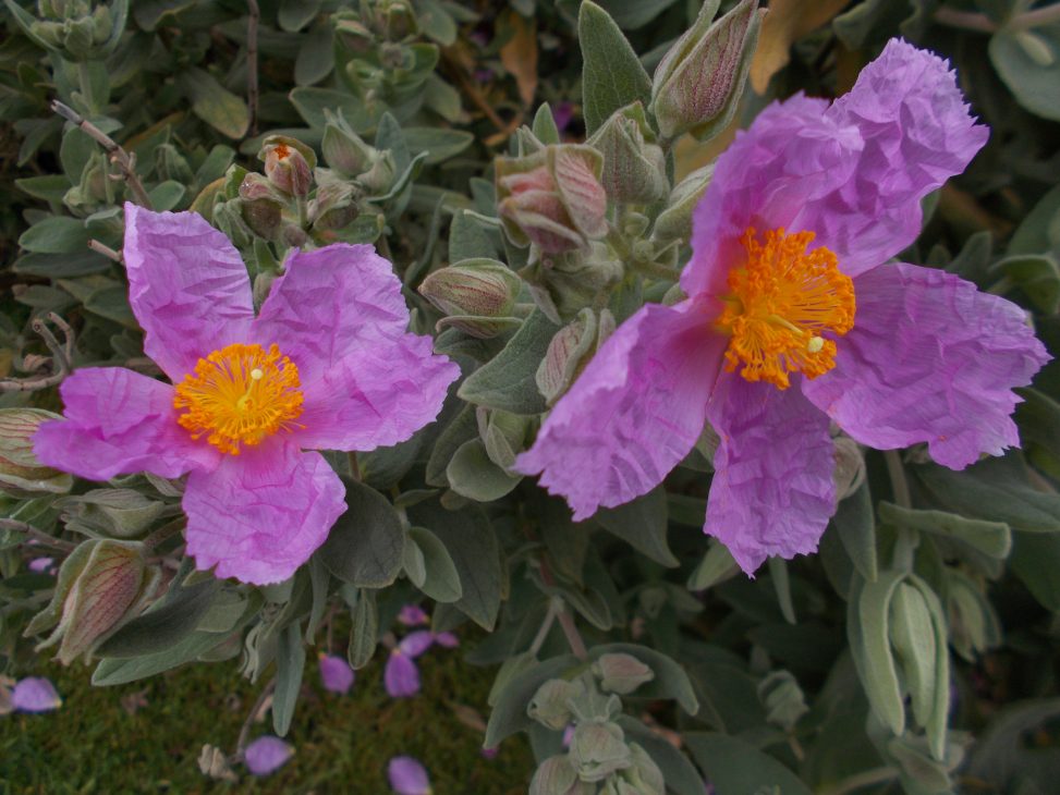 Cistus albidus – Botanics Stories