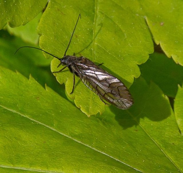 Alderflies (Megaloptera): another new insect group for the Garden’s ...