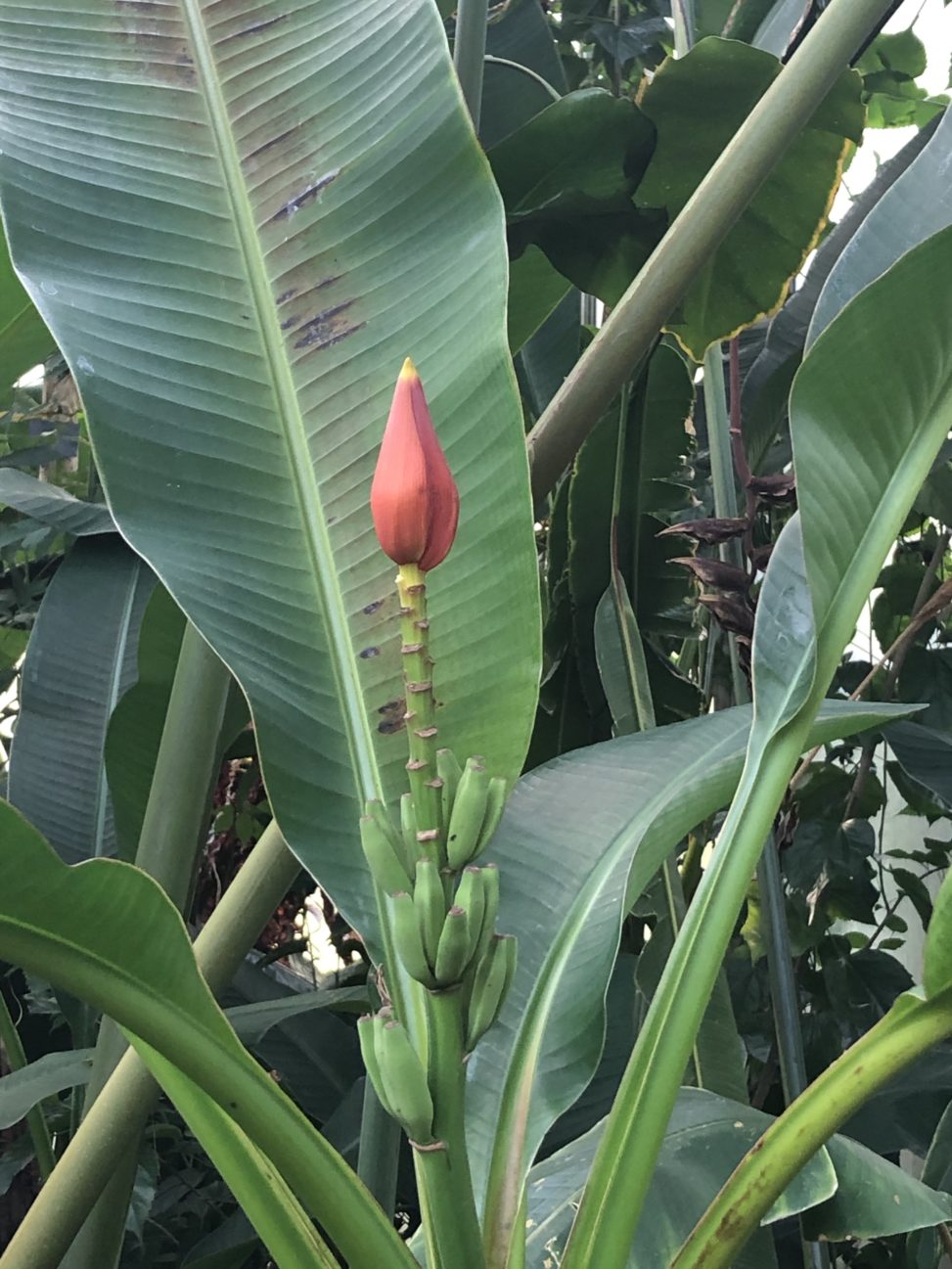 Musa laterita – Botanics Stories