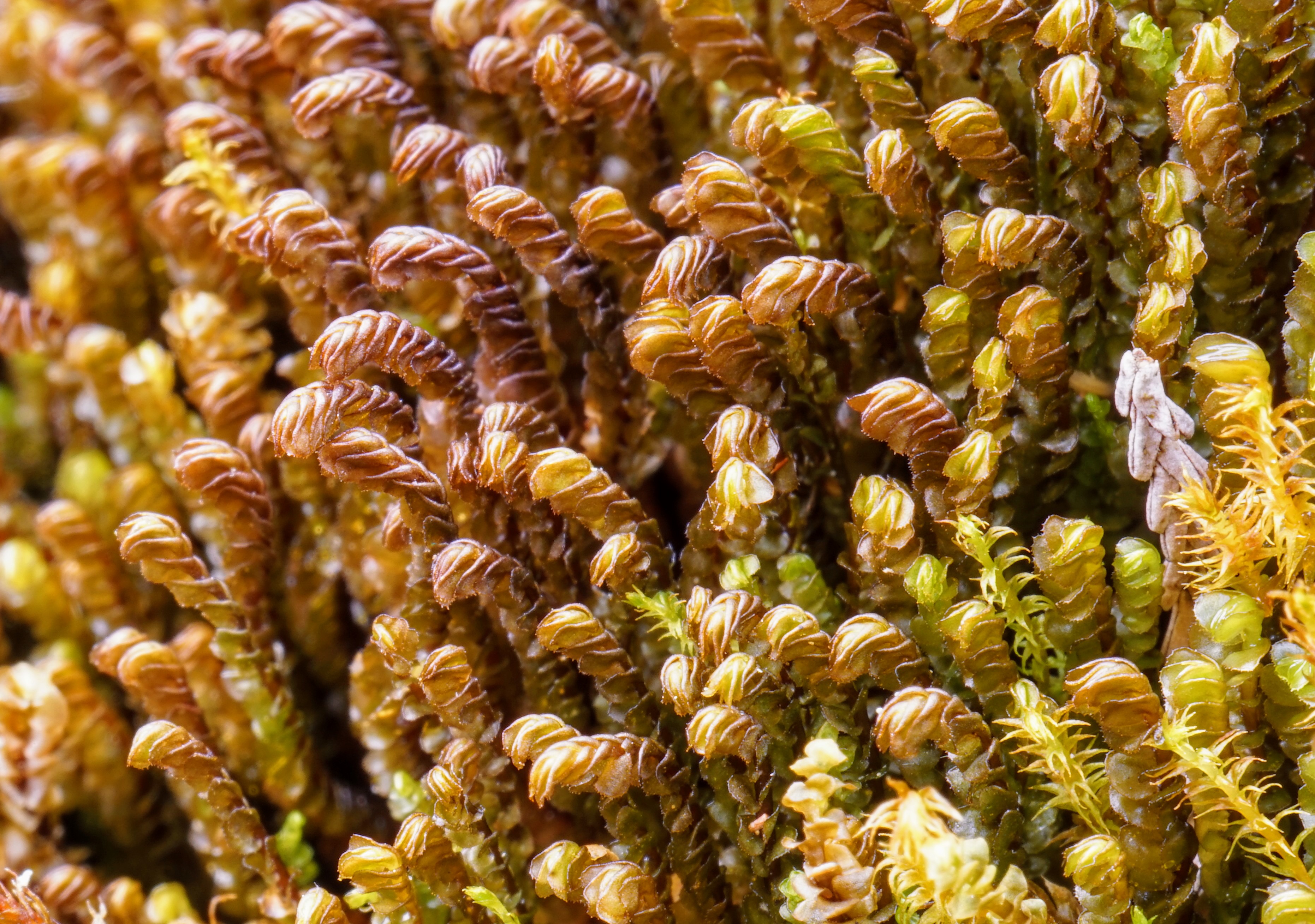 Lindenberg’s Featherwort – liverwort child of the Atlantic – Botanics ...