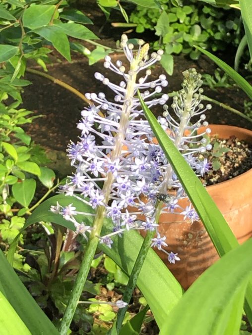 Drimia maritima – Botanics Stories