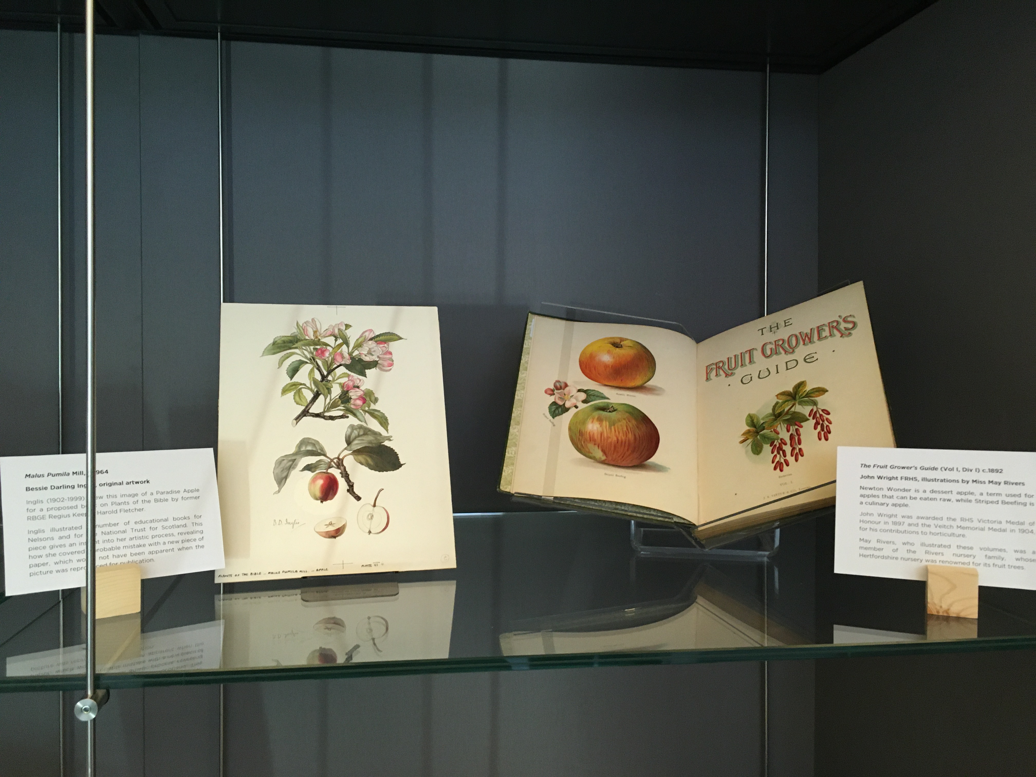 Celebrating Apple Season – Botanics Stories
