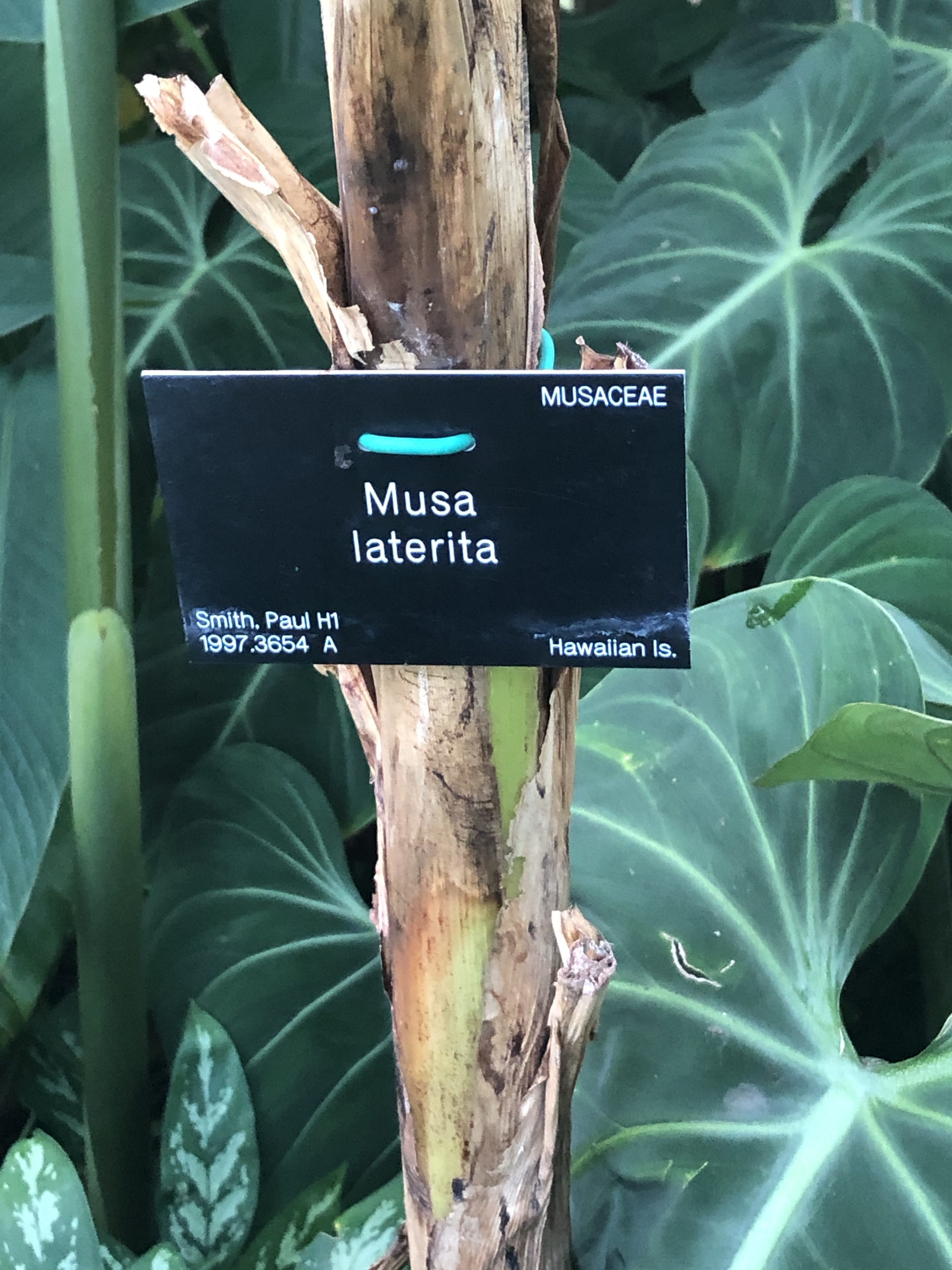 Musa laterita – Botanics Stories