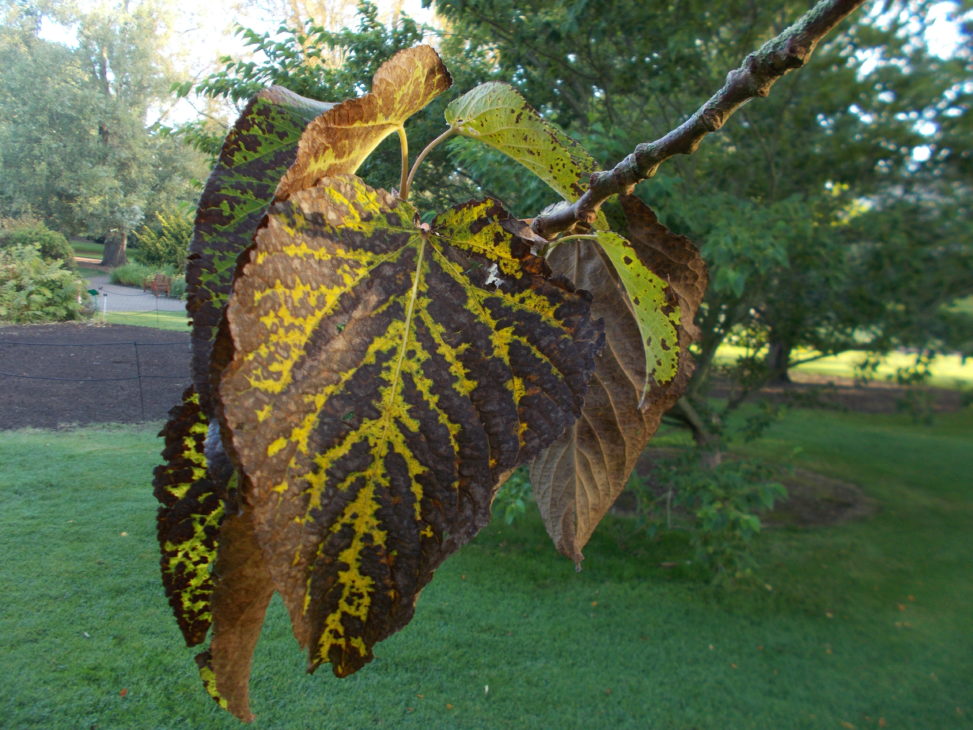 Fruit and foliage – Botanics Stories