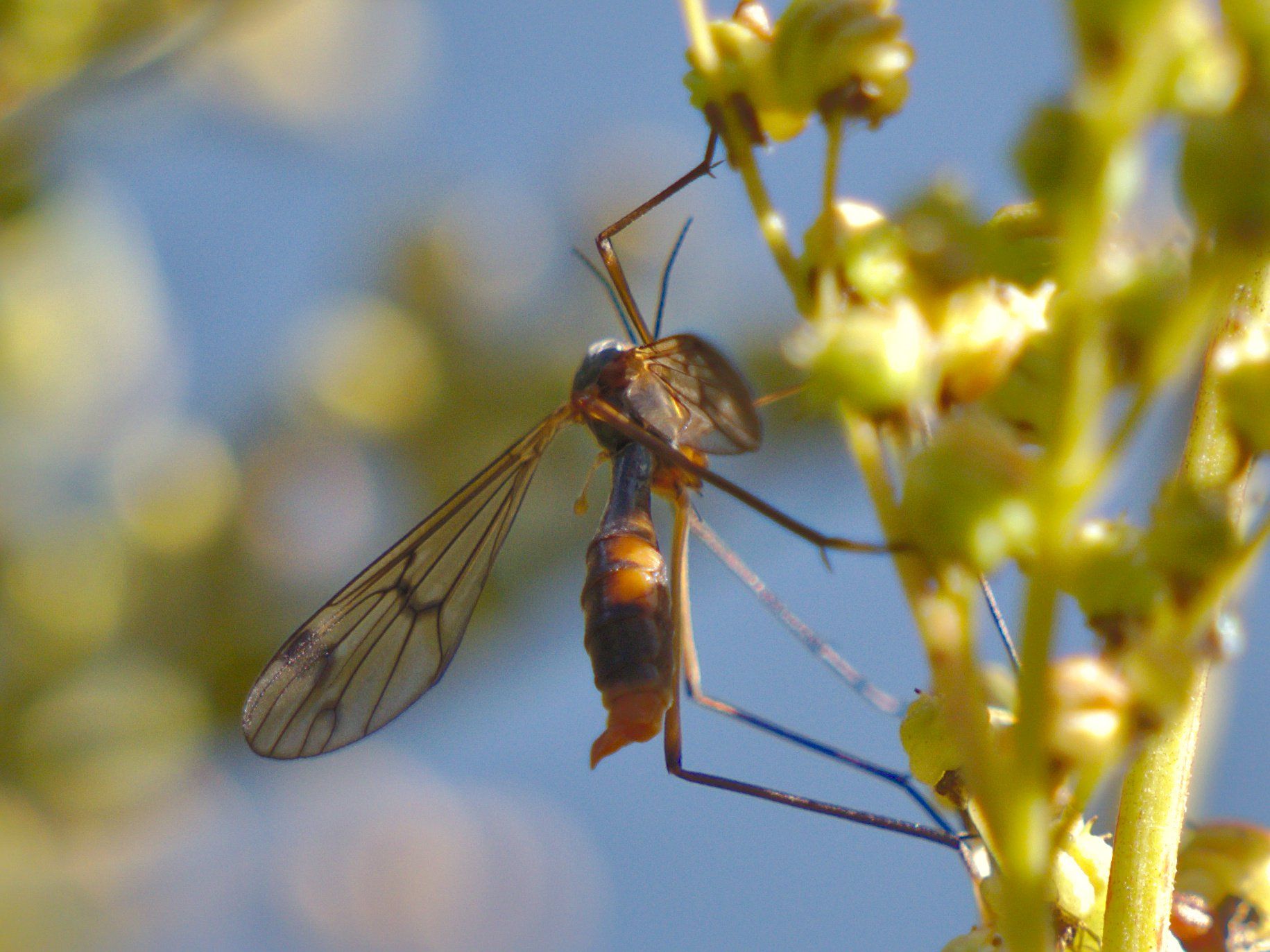 September 2019 Garden Wildlife Report – Botanics Stories