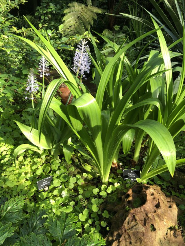 Drimia maritima – Botanics Stories