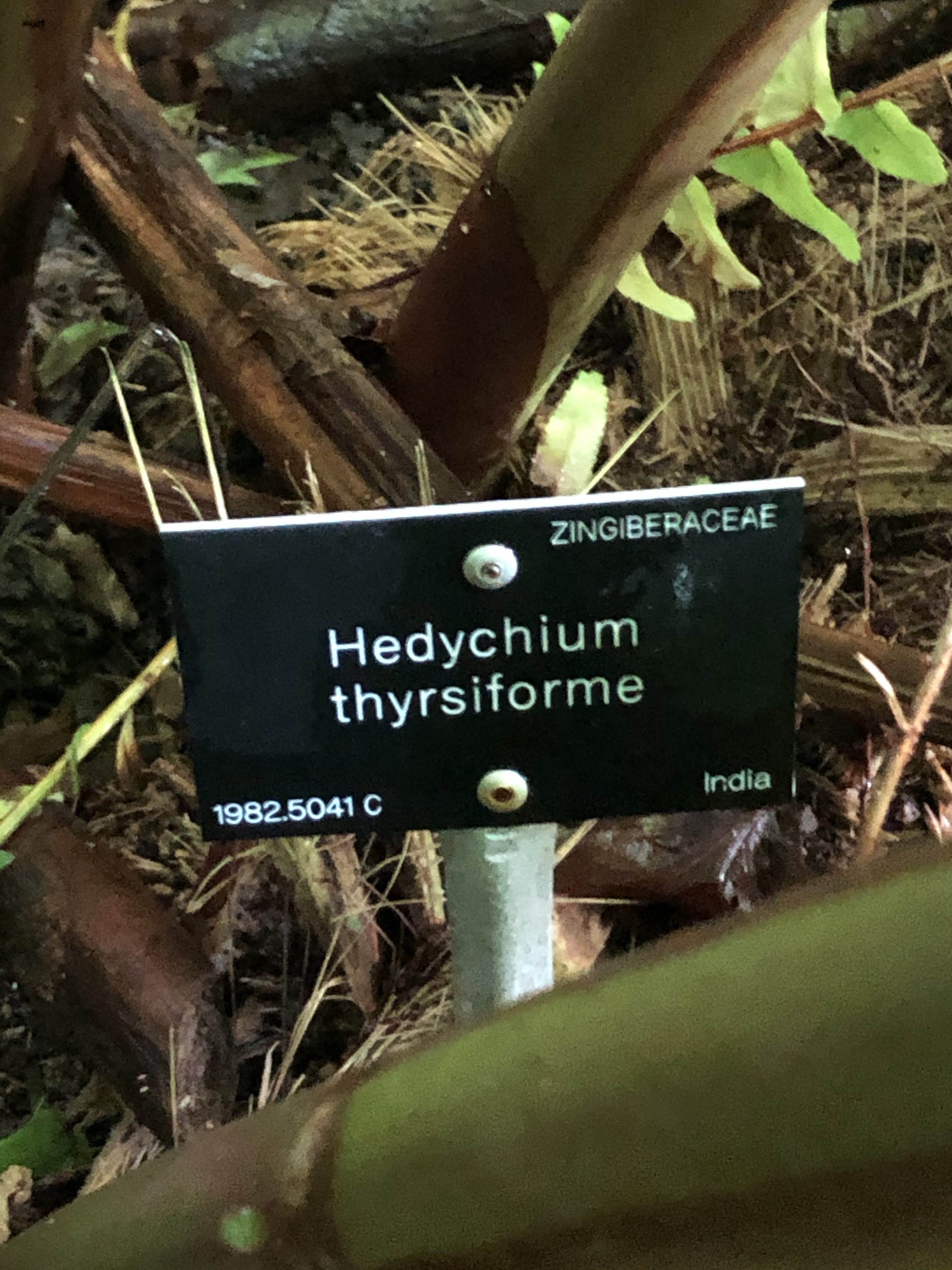Hedychium thyrsiforme – Botanics Stories