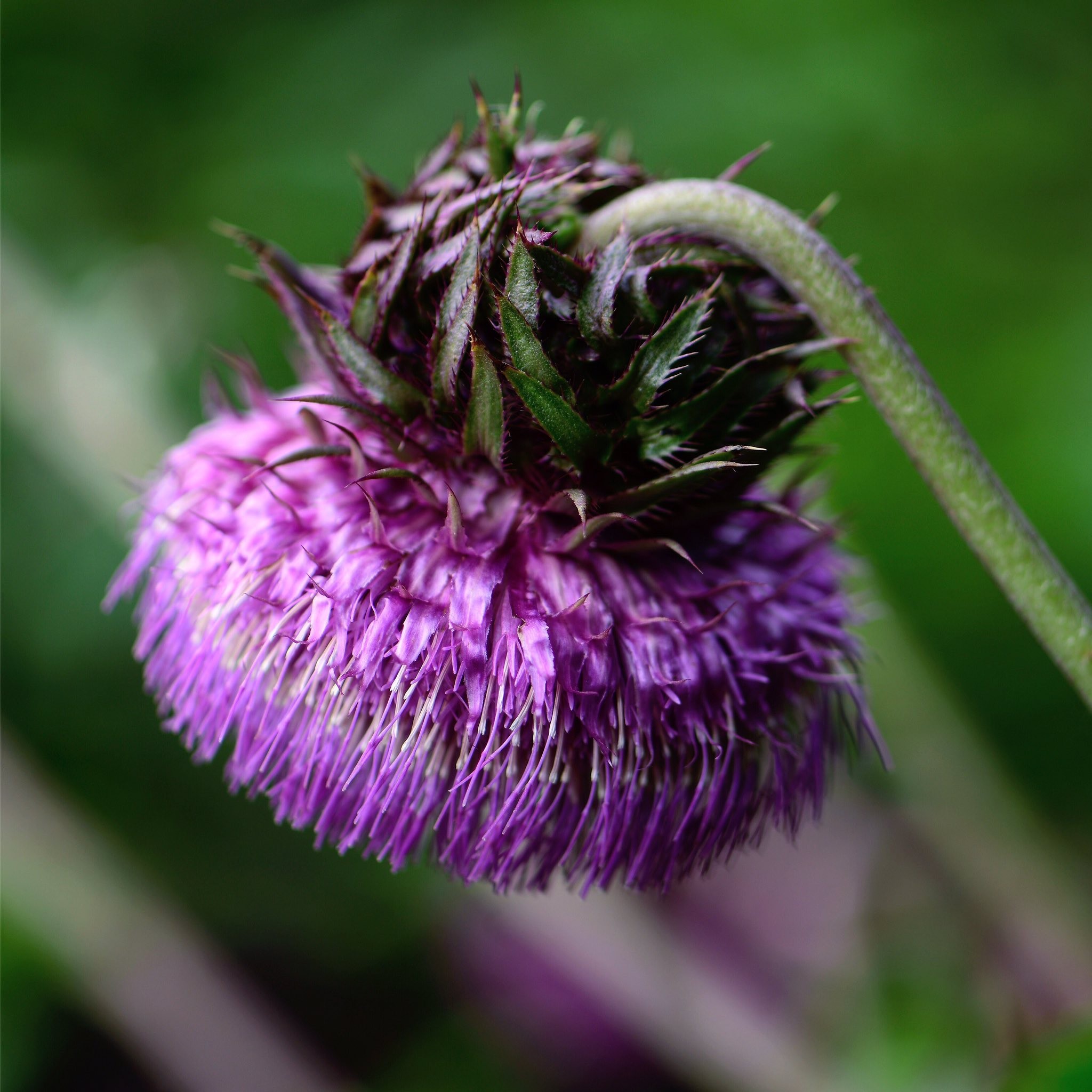 2019 Garden Highlights – Botanics Stories