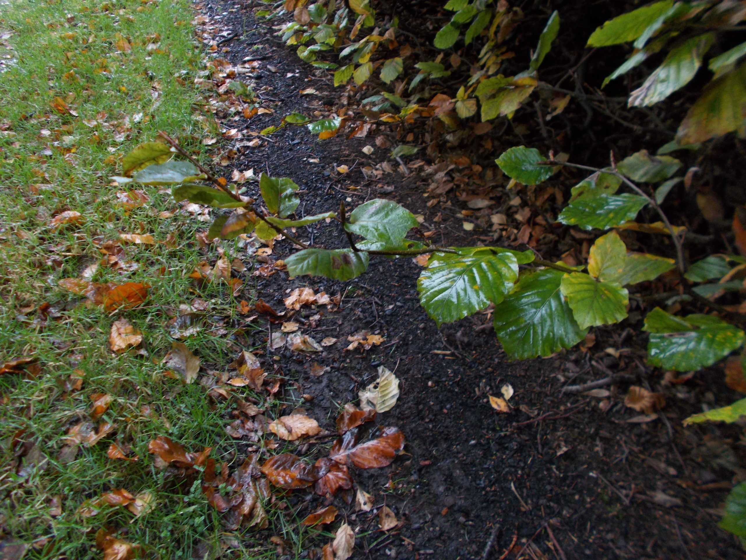 and hedge bases – Botanics Stories