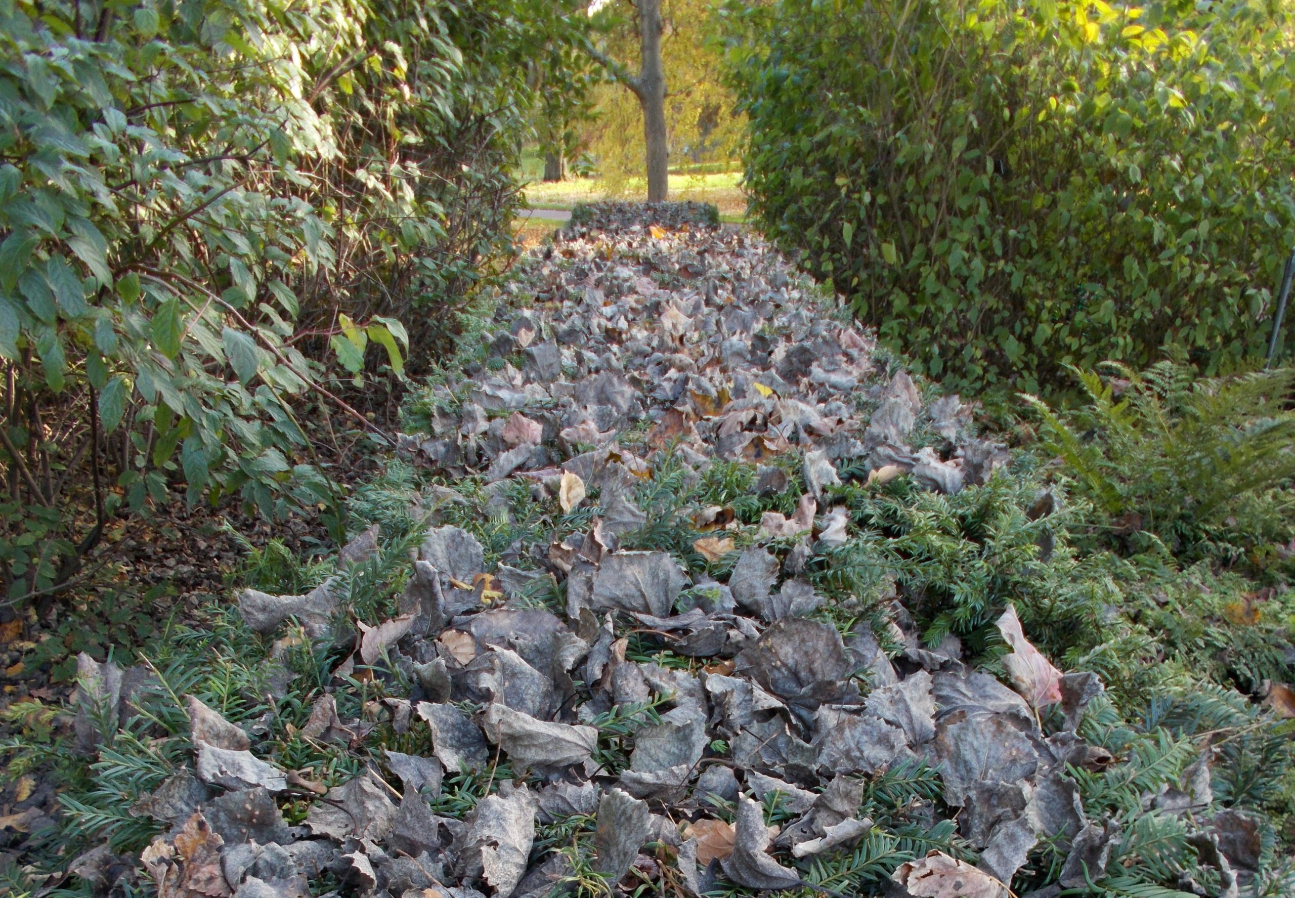 Hedge tops – Botanics Stories