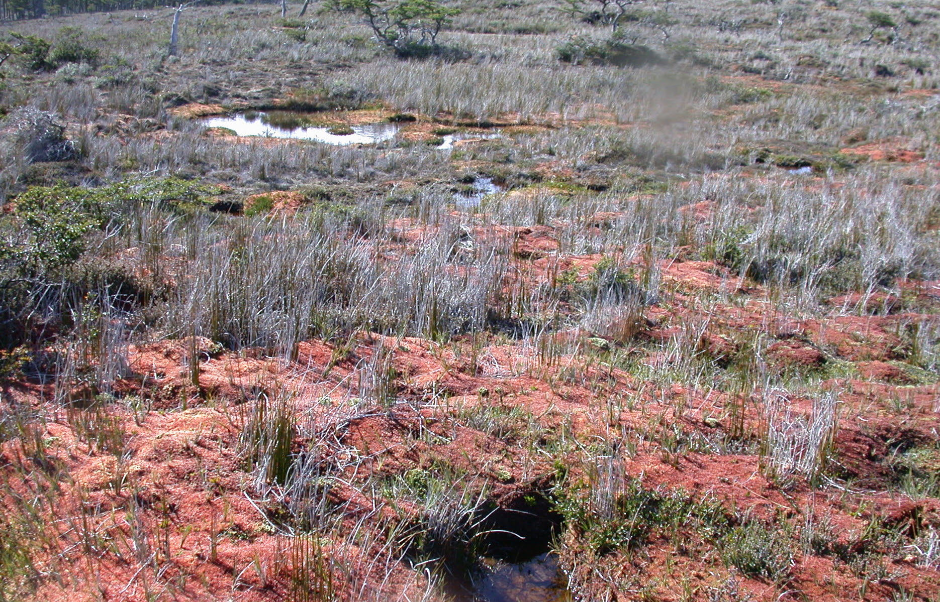 The Divine Bog-moss, Sphagnum divinum, found but now lost in Scotland ...