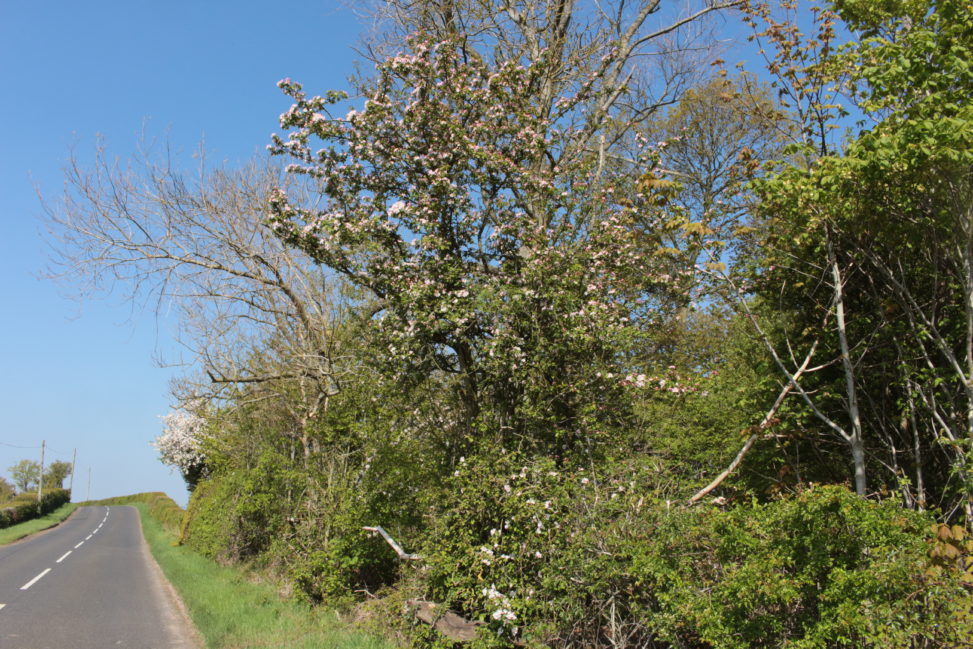 A botanical wild cat – Botanics Stories