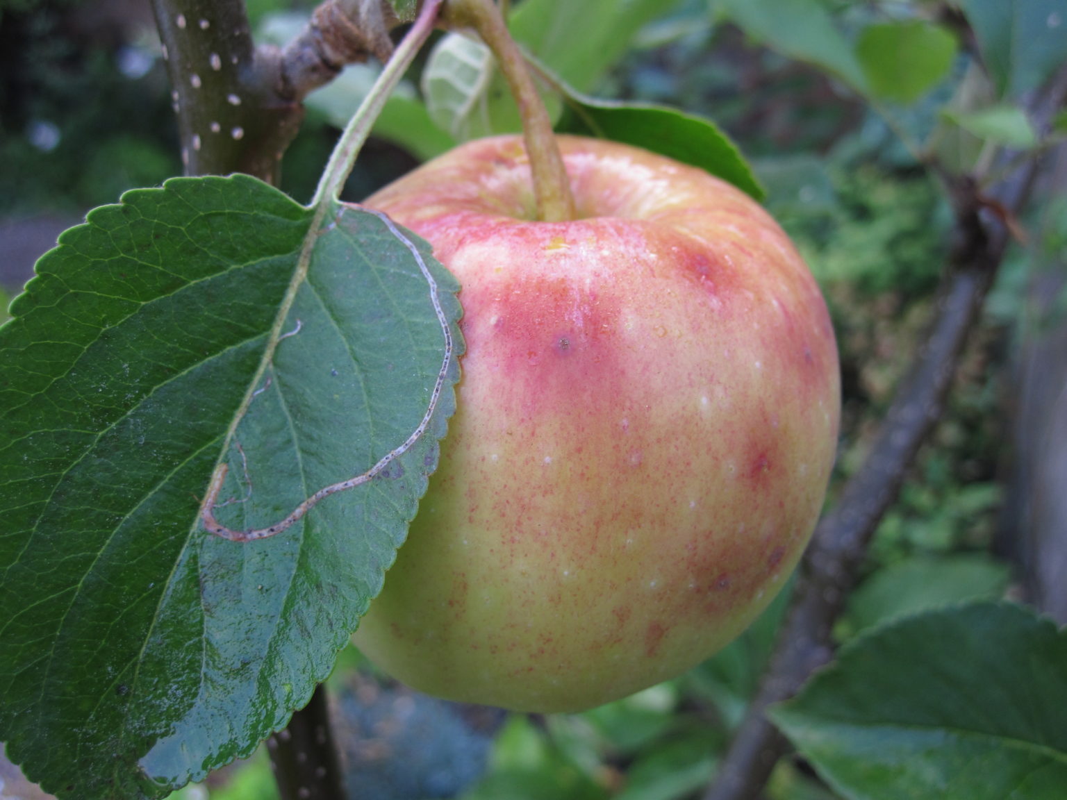 A botanical wild cat – Botanics Stories