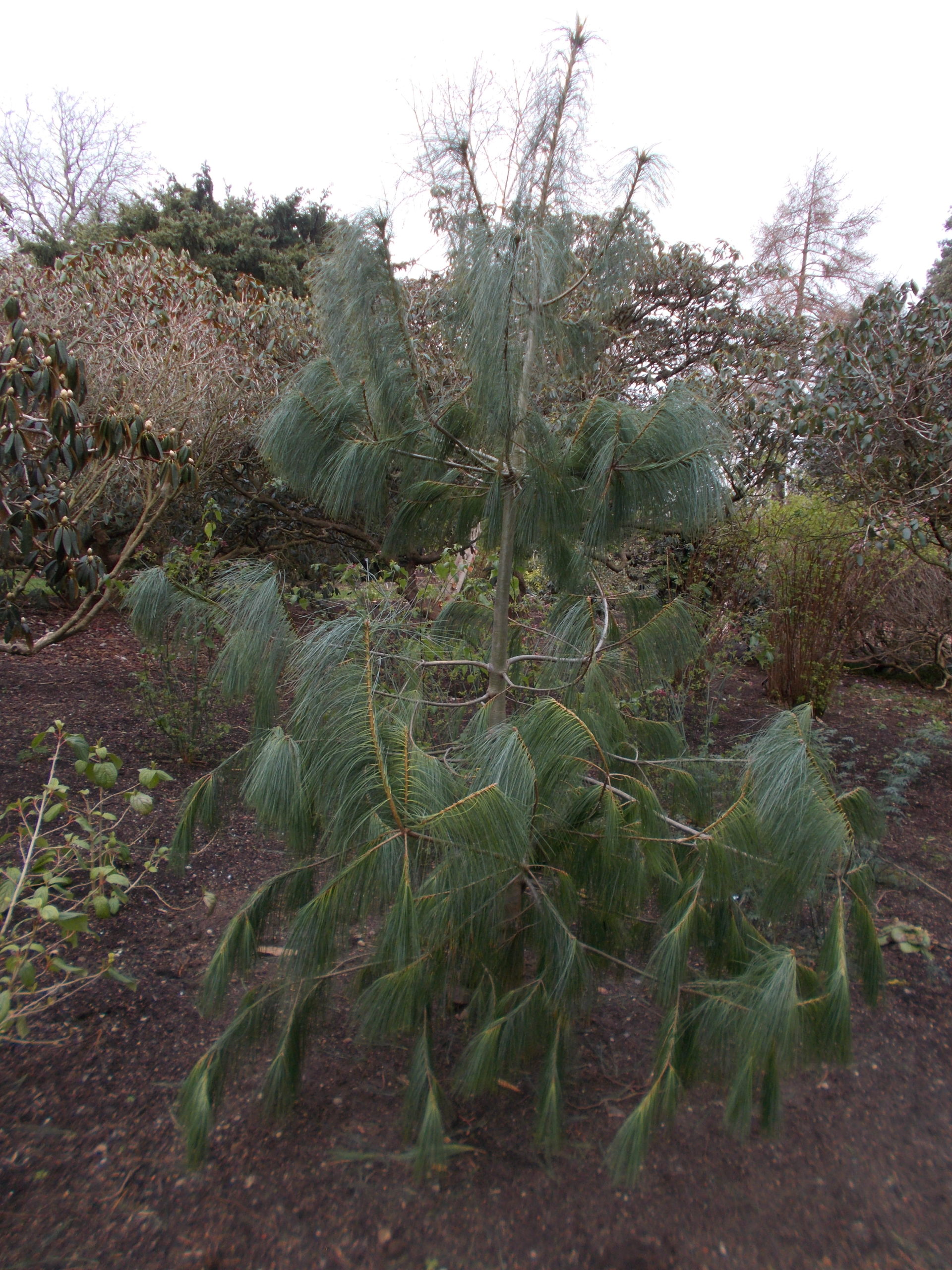 Plant an evergreen – Botanics Stories