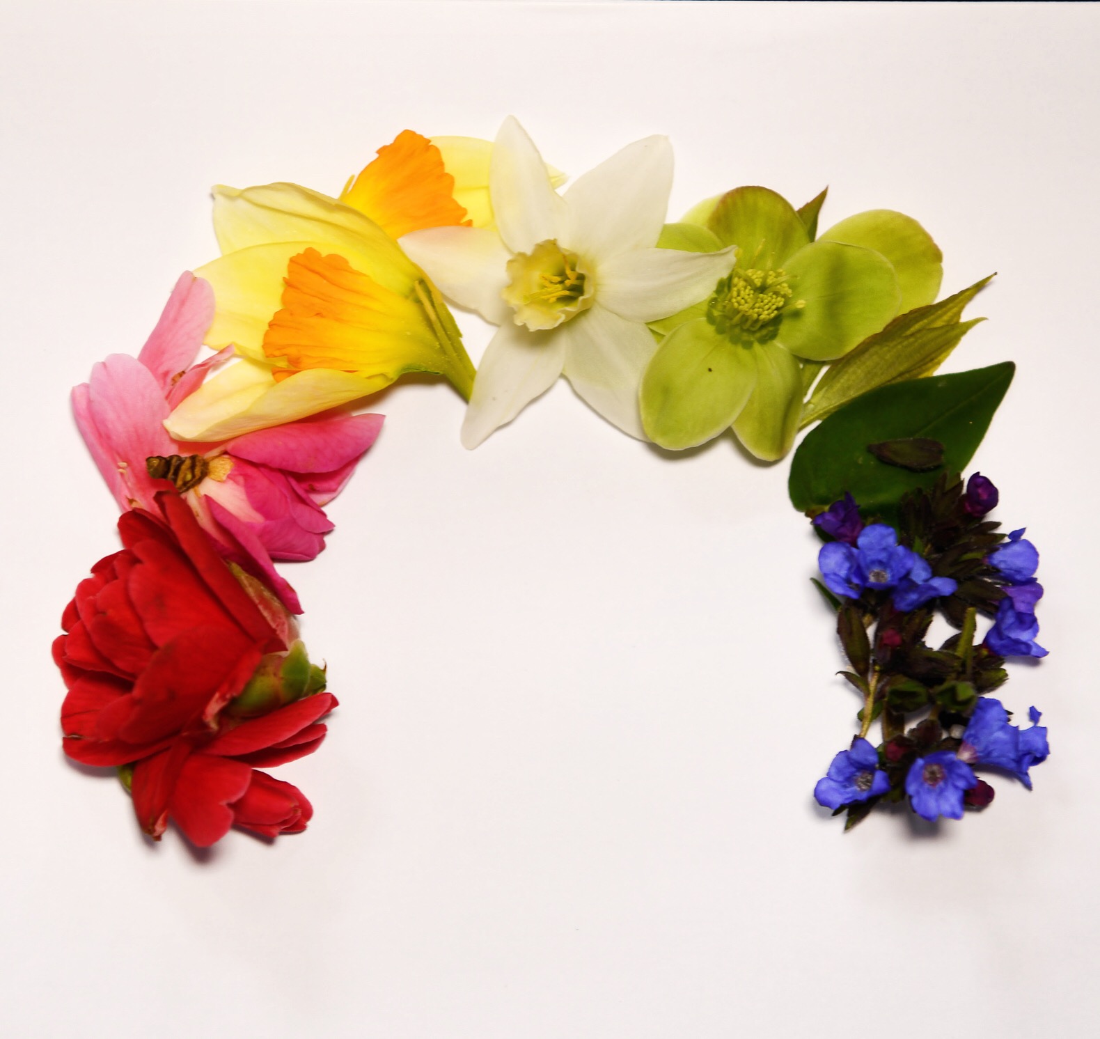 A Rainbow of Flowers – Botanics Stories