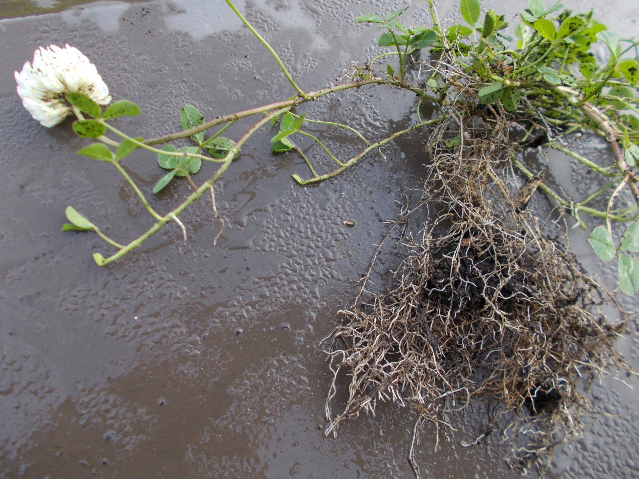 Have you ever wondered why lawn weeds are successful? – Botanics Stories