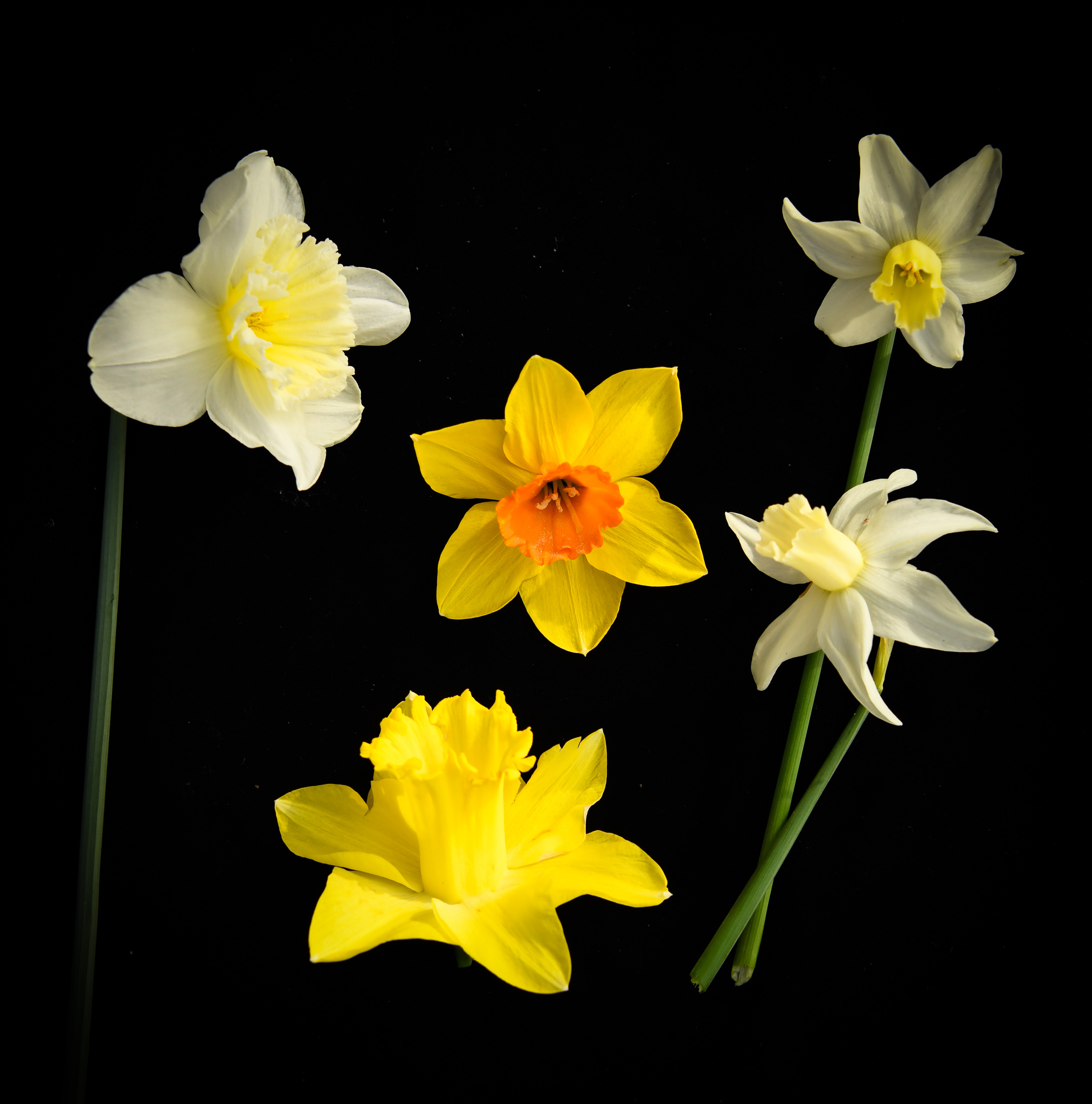 Sunshine for you! – Botanics Stories