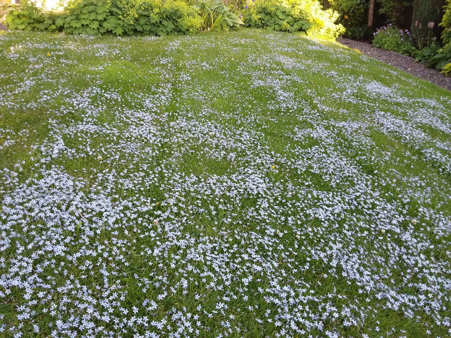 Have you ever wondered why lawn weeds are successful? – Botanics Stories