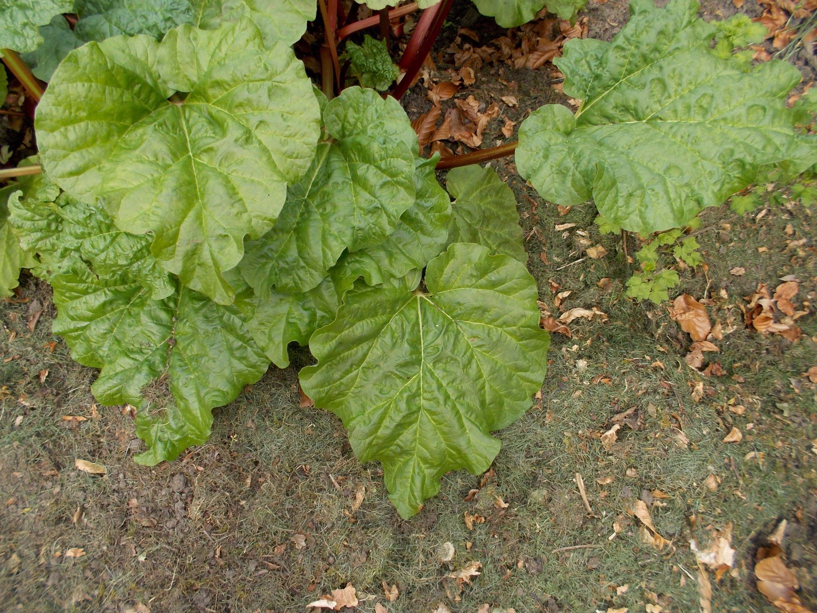 Green waste forms compost and becomes “green gold” – Botanics Stories