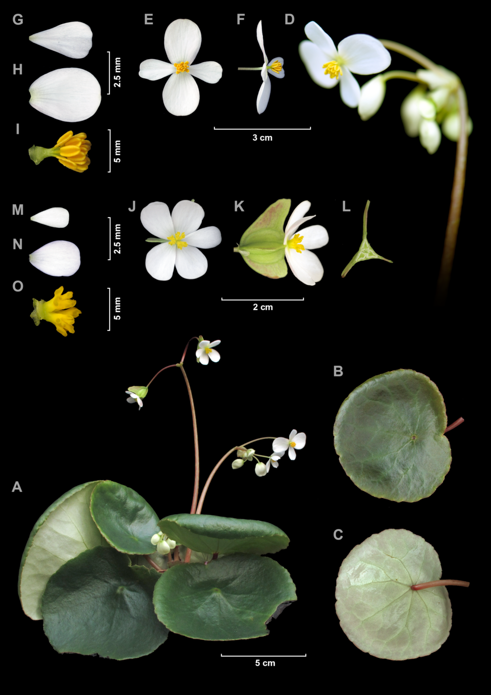 Finding new species on social media – Botanics Stories